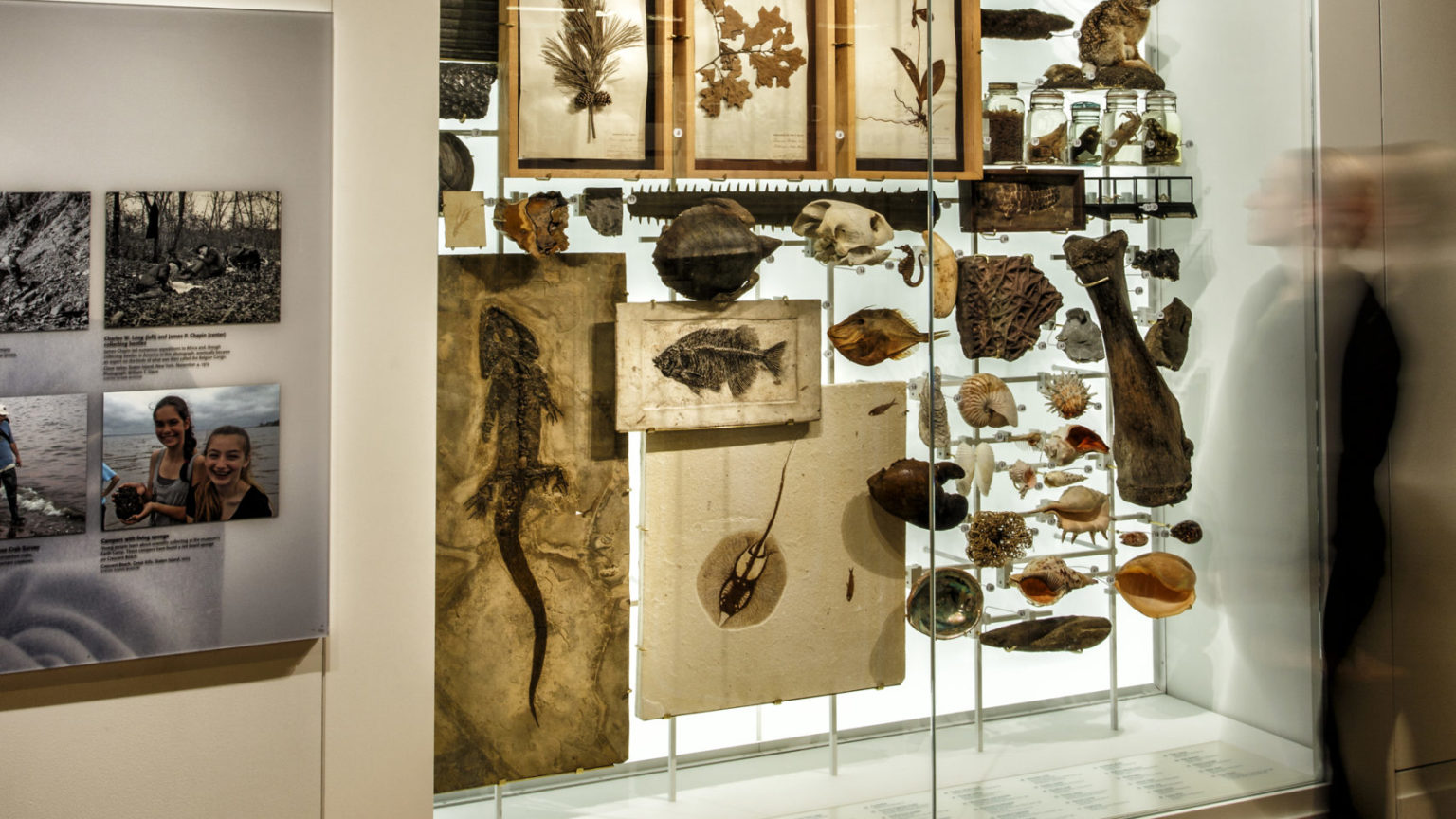 Collections - Staten Island Museum