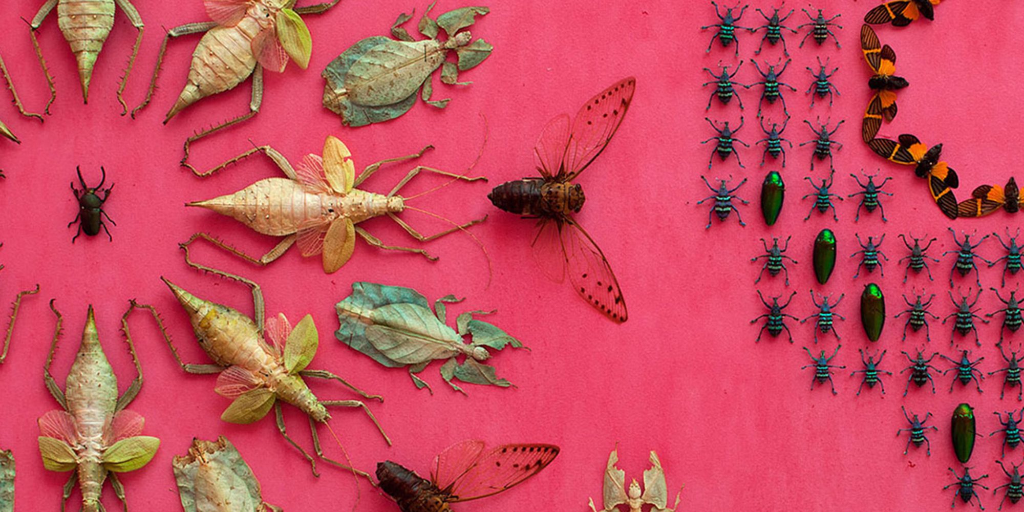 Jennifer Angus: Magicicada - Staten Island Museum