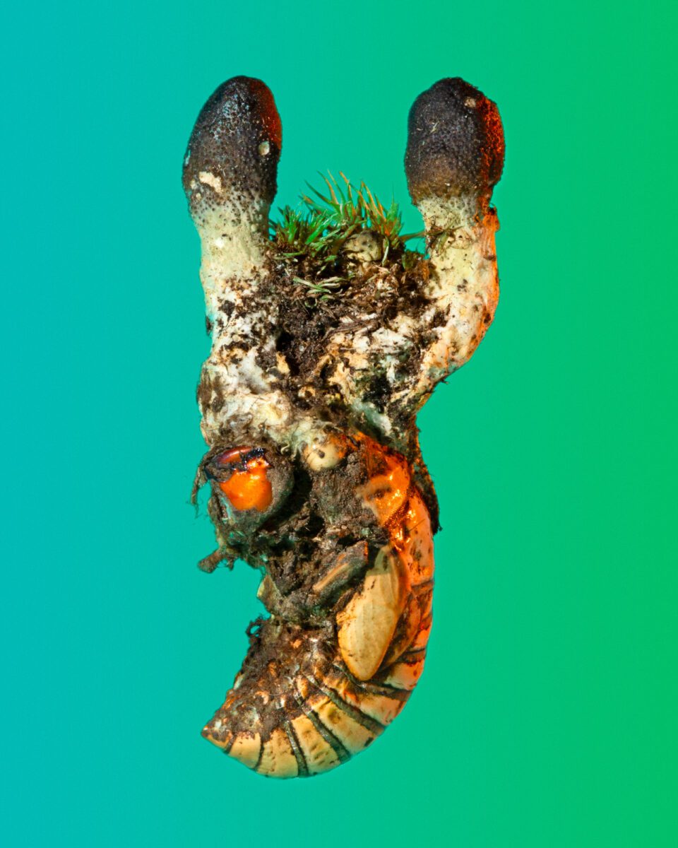 Breakdown: The Promise of Decay Public Opening Reception - Staten ...